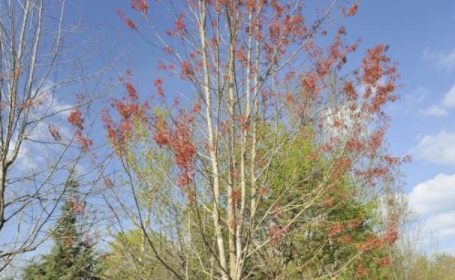 Rode esdoorn | Ecopedia