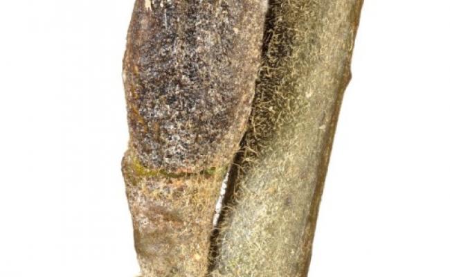 Witte els | Ecopedia