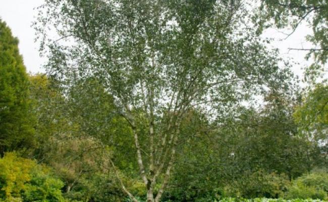 Witte Himalayaberk | Ecopedia