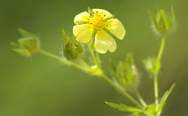 Rechte ganzerik | Ecopedia