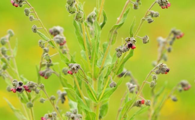 Veldhondstong | Ecopedia