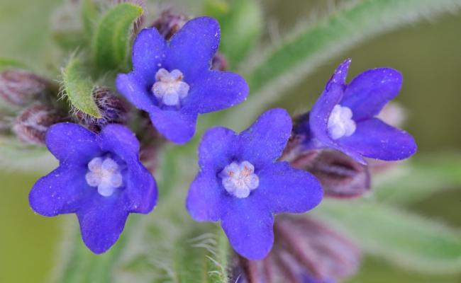 Gewone ossentong | Ecopedia