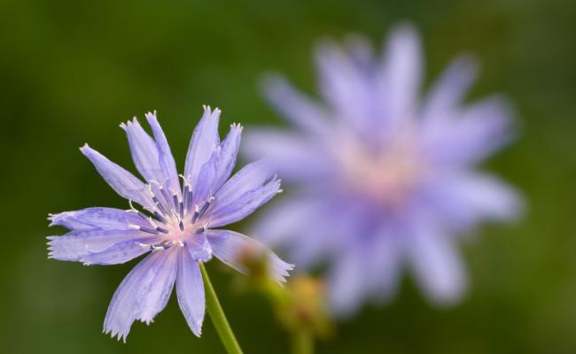 Wilde cichorei | Ecopedia