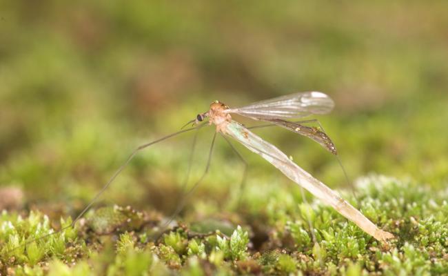 langpootmug | Ecopedia