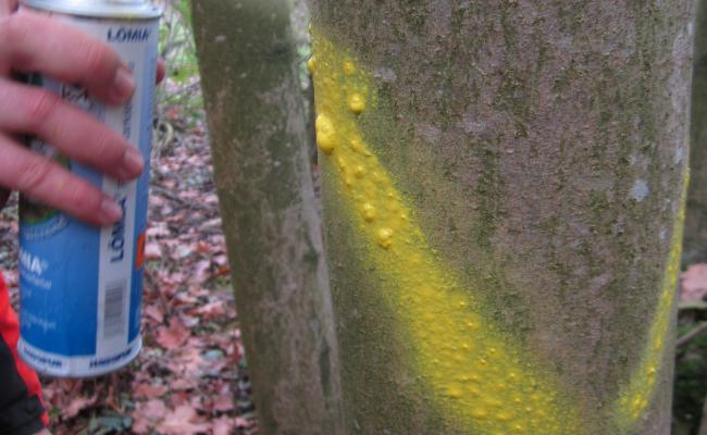 Schuine verfstreep | Ecopedia