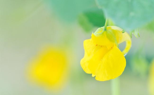 Klein springzaad | Ecopedia