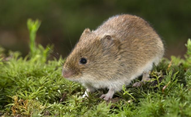 Rosse woelmuis | Ecopedia