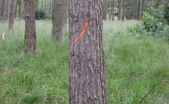 Schuine verfstreep | Ecopedia