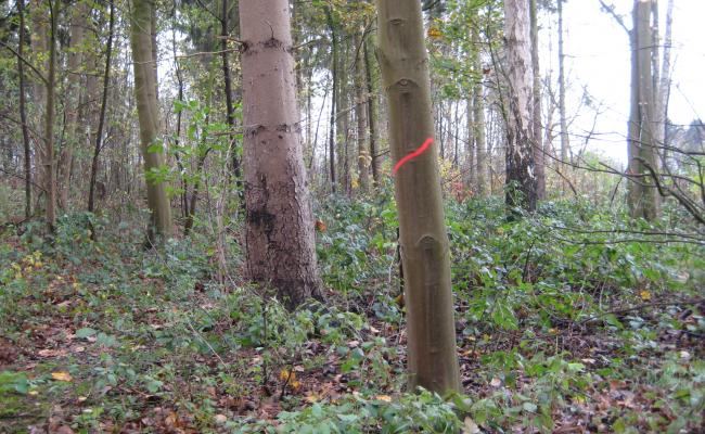 Schuine verfstreep | Ecopedia