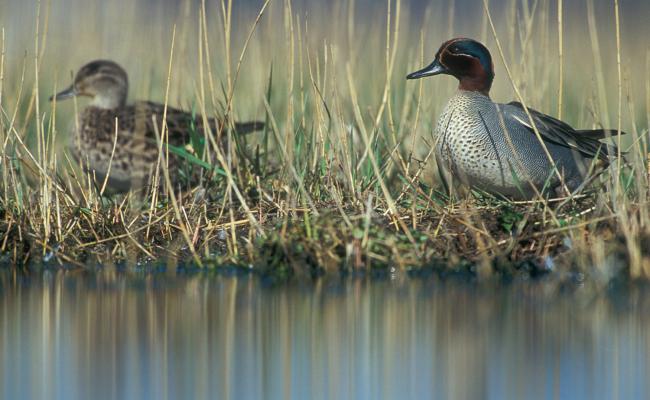 Wintertaling | Ecopedia