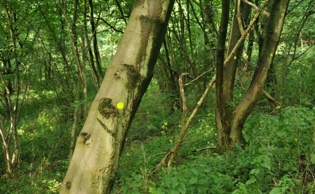 Schuine verfstreep | Ecopedia