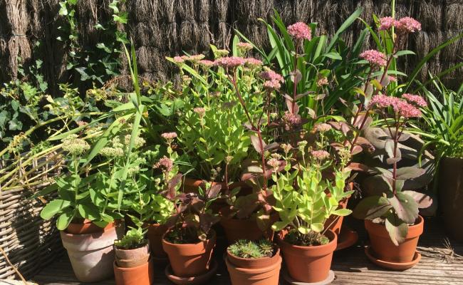 Tuinieren in potten en bakken | Ecopedia