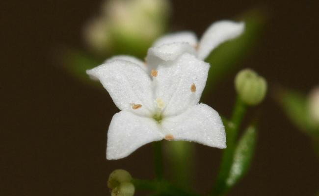 Ruw walstro | Ecopedia