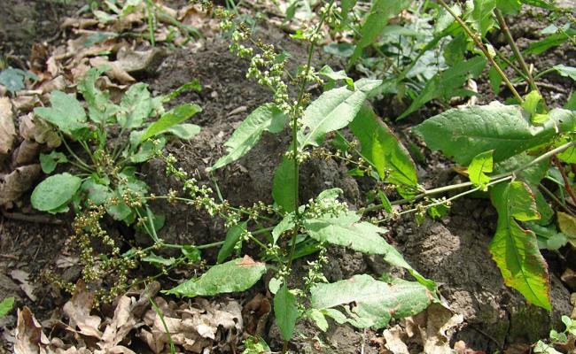 Bloedzuring | Ecopedia