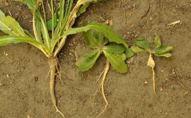 Onkruid in de tuin | Ecopedia