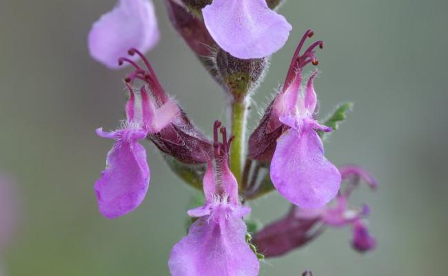 Echte gamander | Ecopedia