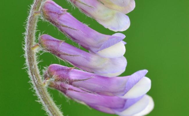 Bonte wikke / zachte wikke | Ecopedia