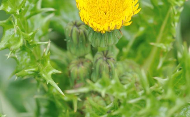 Gewone melkdistel | Ecopedia