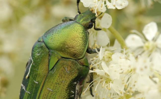 Gouden tor | Ecopedia