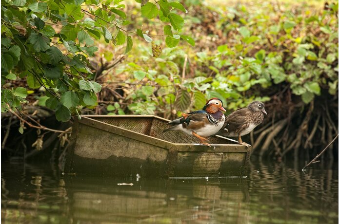 Mandarijneend | Ecopedia