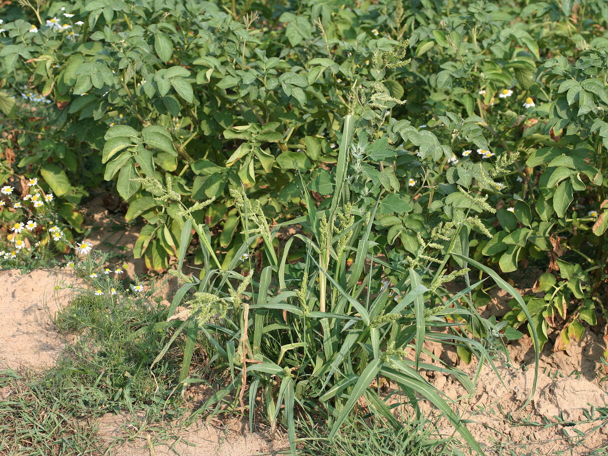 Europese hanenpoot | Ecopedia