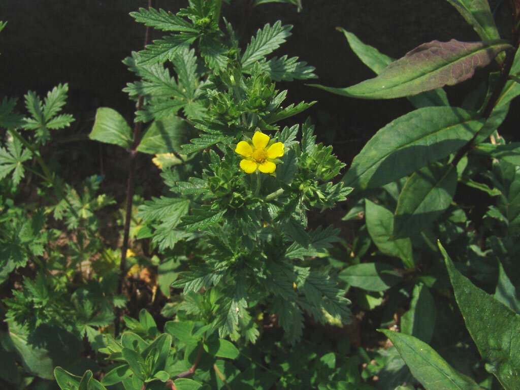 Middelste ganzerik | Ecopedia