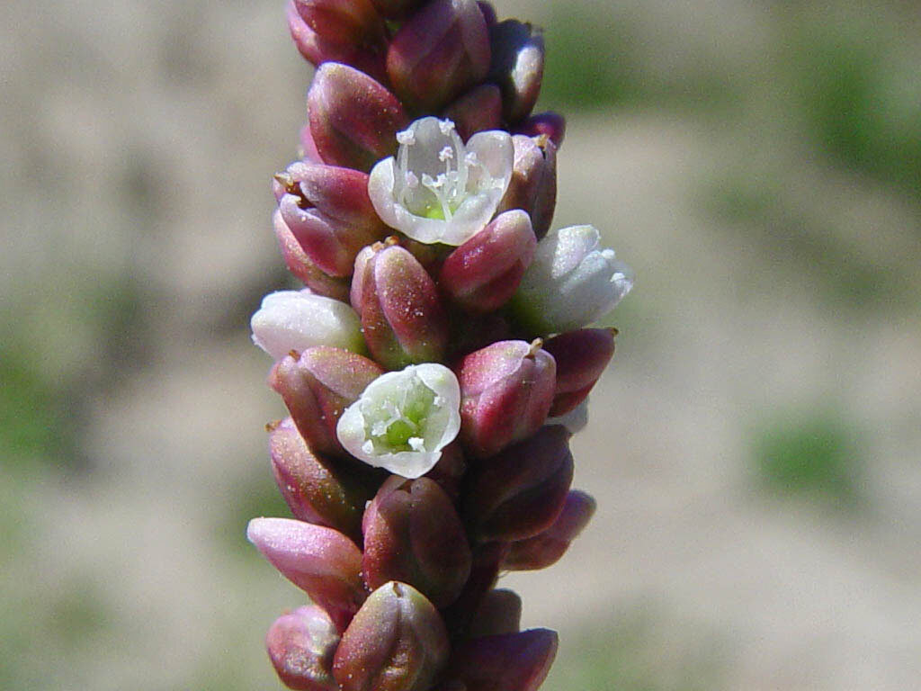 Perzikkruid | Ecopedia