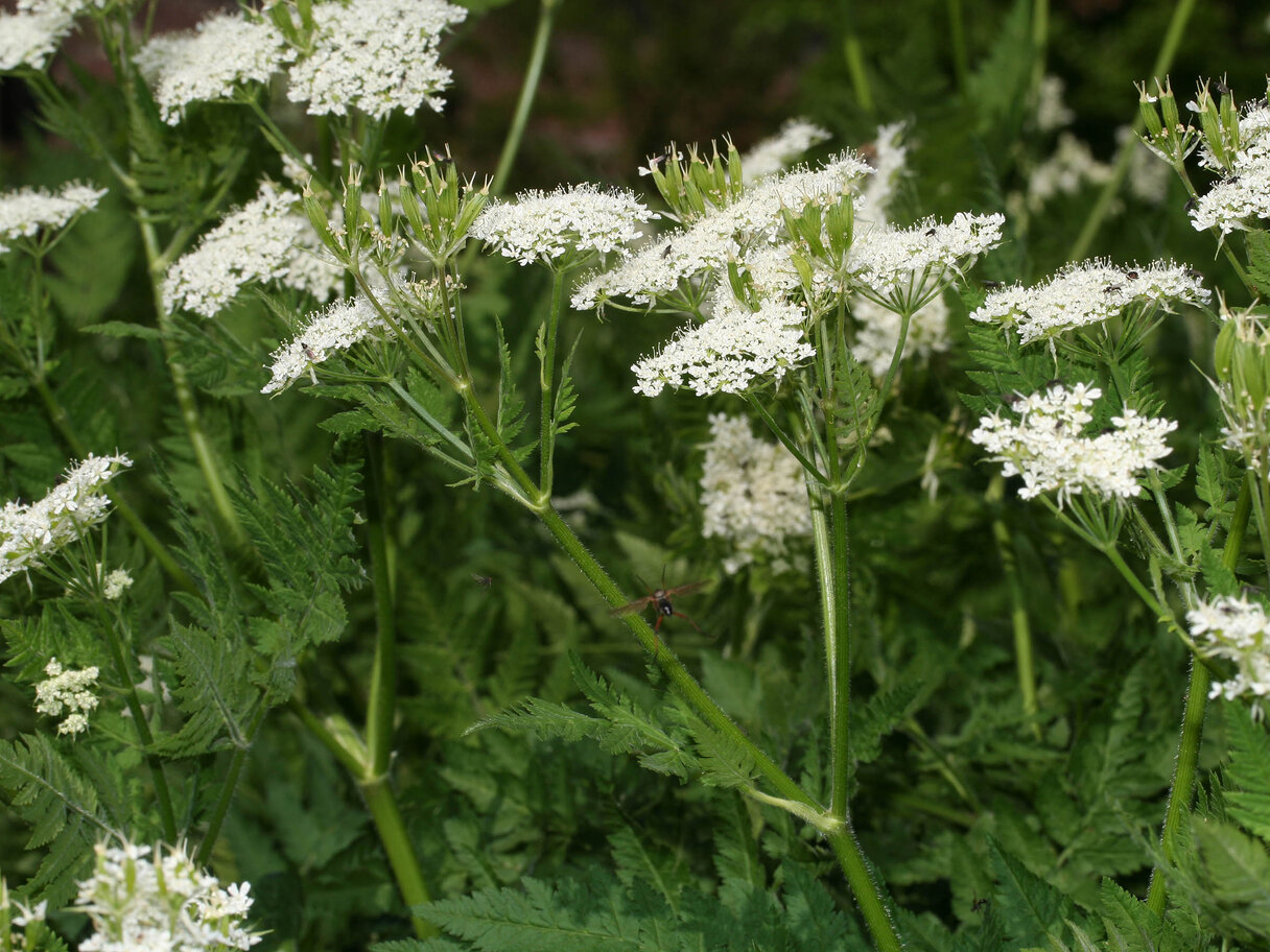 Roomse kervel | Ecopedia